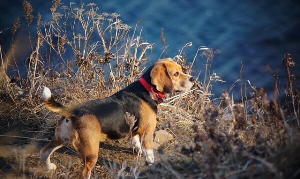 Beagle Colors: A Guide to the Different Coat Variations of Beagles
