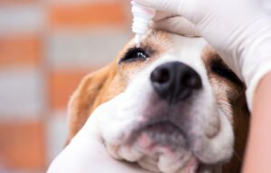 Cherry Eye in Beagles: What You Need to Know
