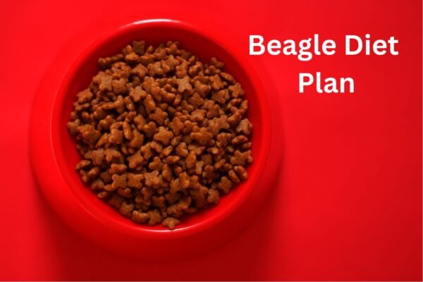 Beagle Diet Plan: What to Feed Your Beagle for Optimal Health