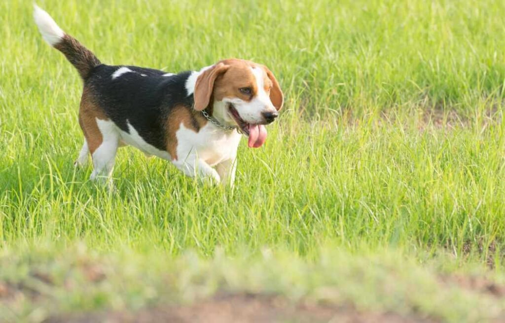 Are Beagles Hunting Dogs? Discover the Truth - Loving Beagle