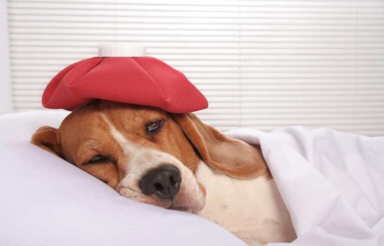 Do Dogs Have Tonsils? And Can They Get Tonsillitis?