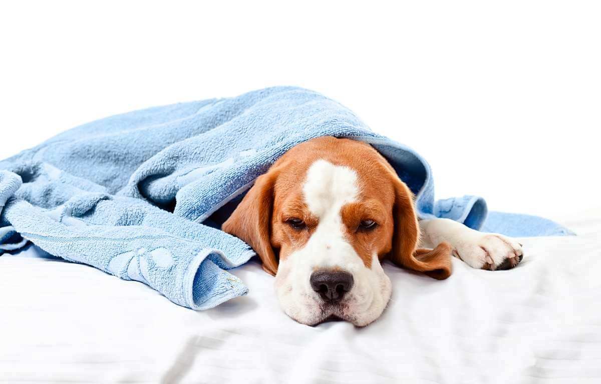 Do Dogs Have Tonsils? And Can They Get Tonsillitis?