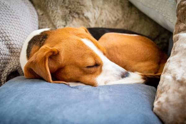Navigating Beagles and Cold Weather: 7 Tips for a Happy and Healthy Pup