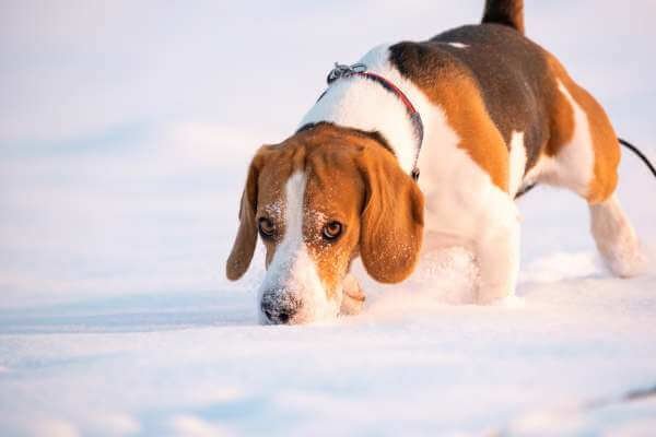 Navigating Beagles and Cold Weather: 7 Tips for a Happy and Healthy Pup