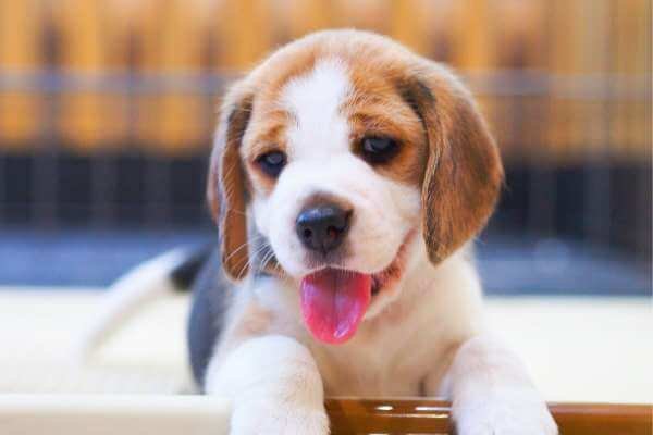Why Beagles Are Cute? 6 Reasons Behind Their Adorable Appeal