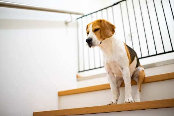 Why Do Beagles Sit Weird: Understanding the Quirks of This Popular Breed