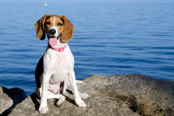 Why Do Beagles Sit Weird: Understanding the Quirks of This Popular Breed